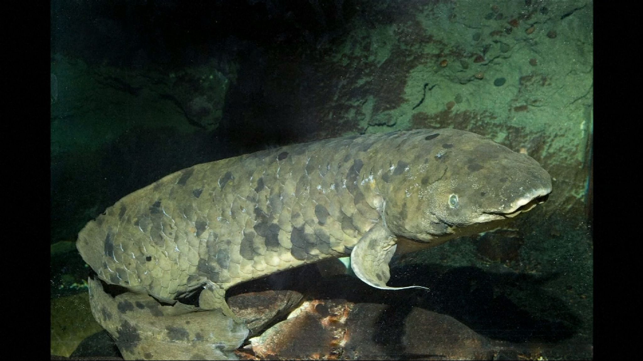 Granddad the 'world's oldest' aquarium fish dies in his 90s | World ...