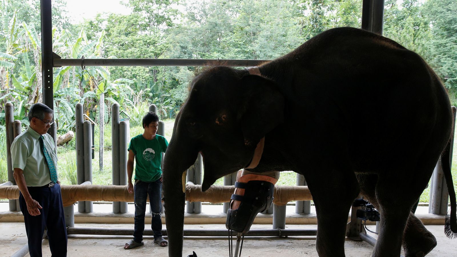 World's first elephant hospital in Thailand faces closure | World News ...