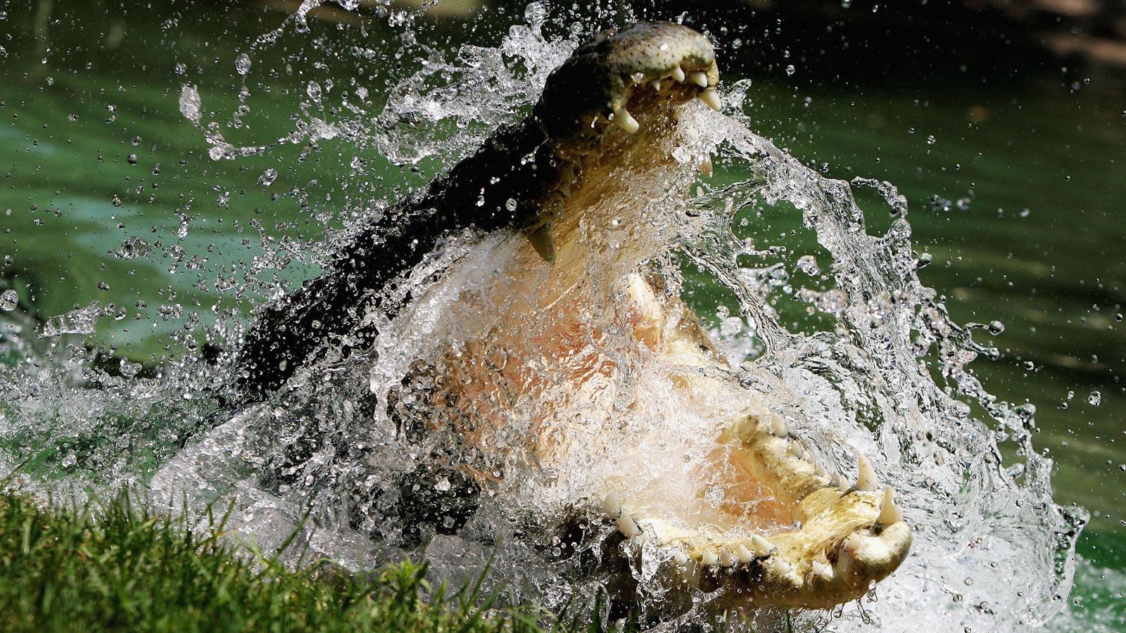 Aussie teen mauled by crocodile trying to impress British backpacker ...