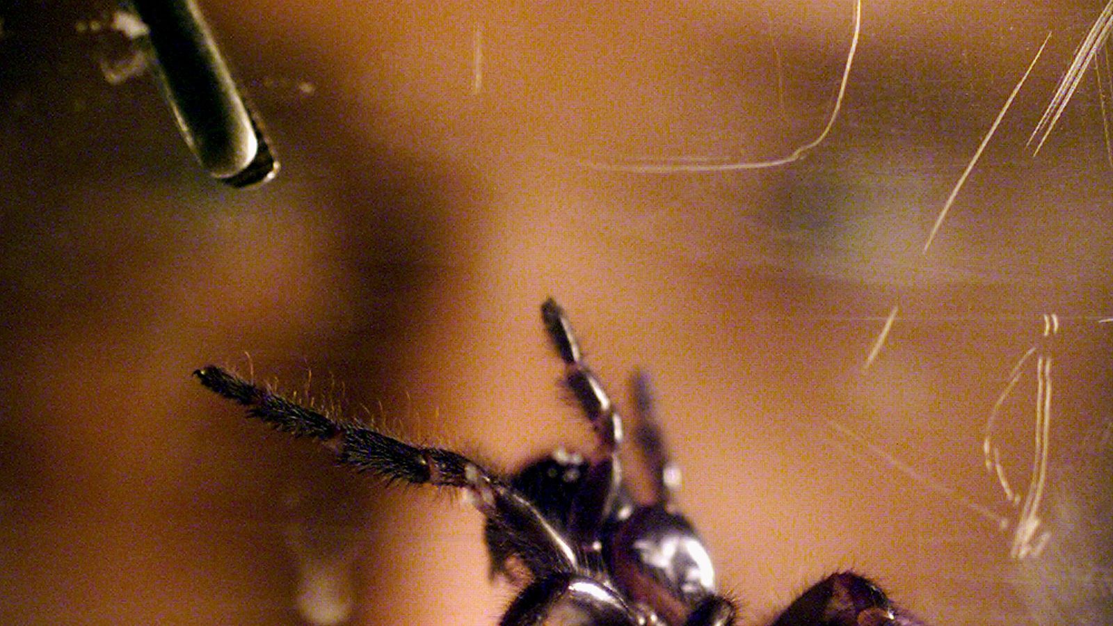 Deadly spider's venom 'can prevent stroke brain damage' | Science ...