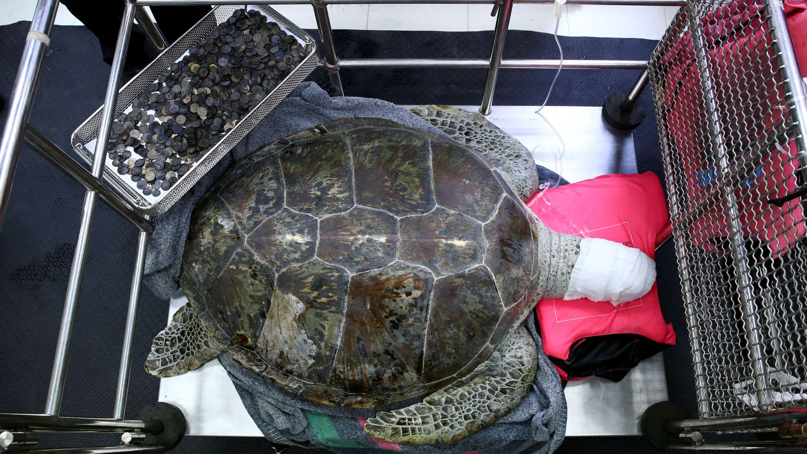 Turtle named Bank has 915 coins removed from stomach in Thailand ...