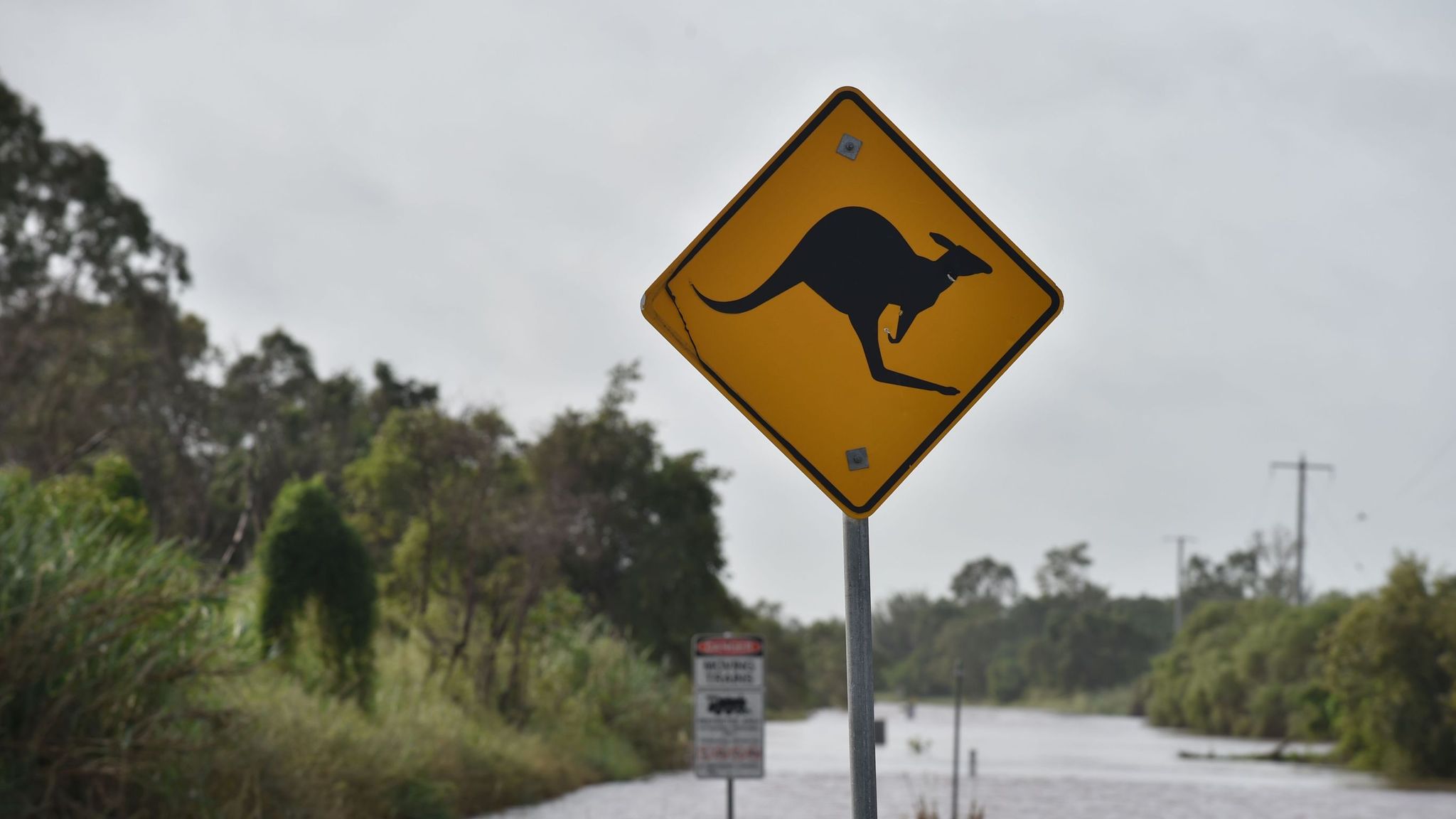 Cyclone Debbie dumps bull shark in middle of Queensland road | World ...