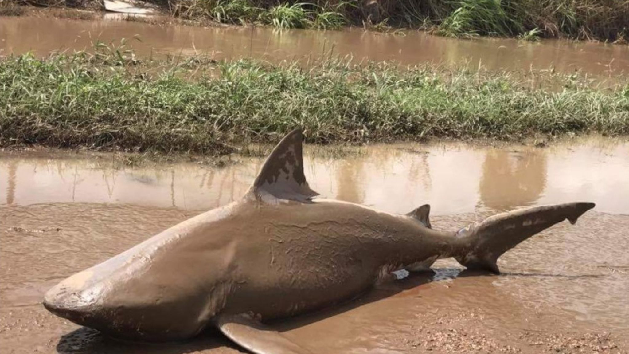 Cyclone Debbie dumps bull shark in middle of Queensland road | World ...
