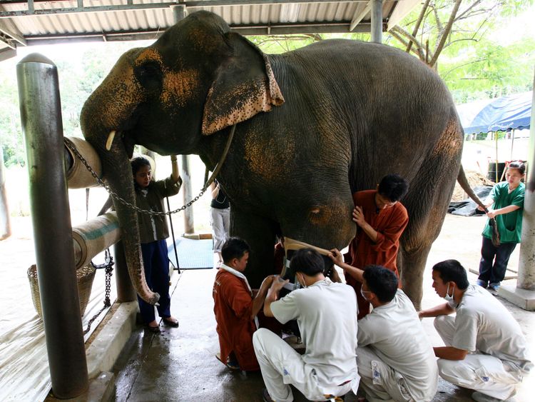 World's first elephant hospital in Thailand faces closure