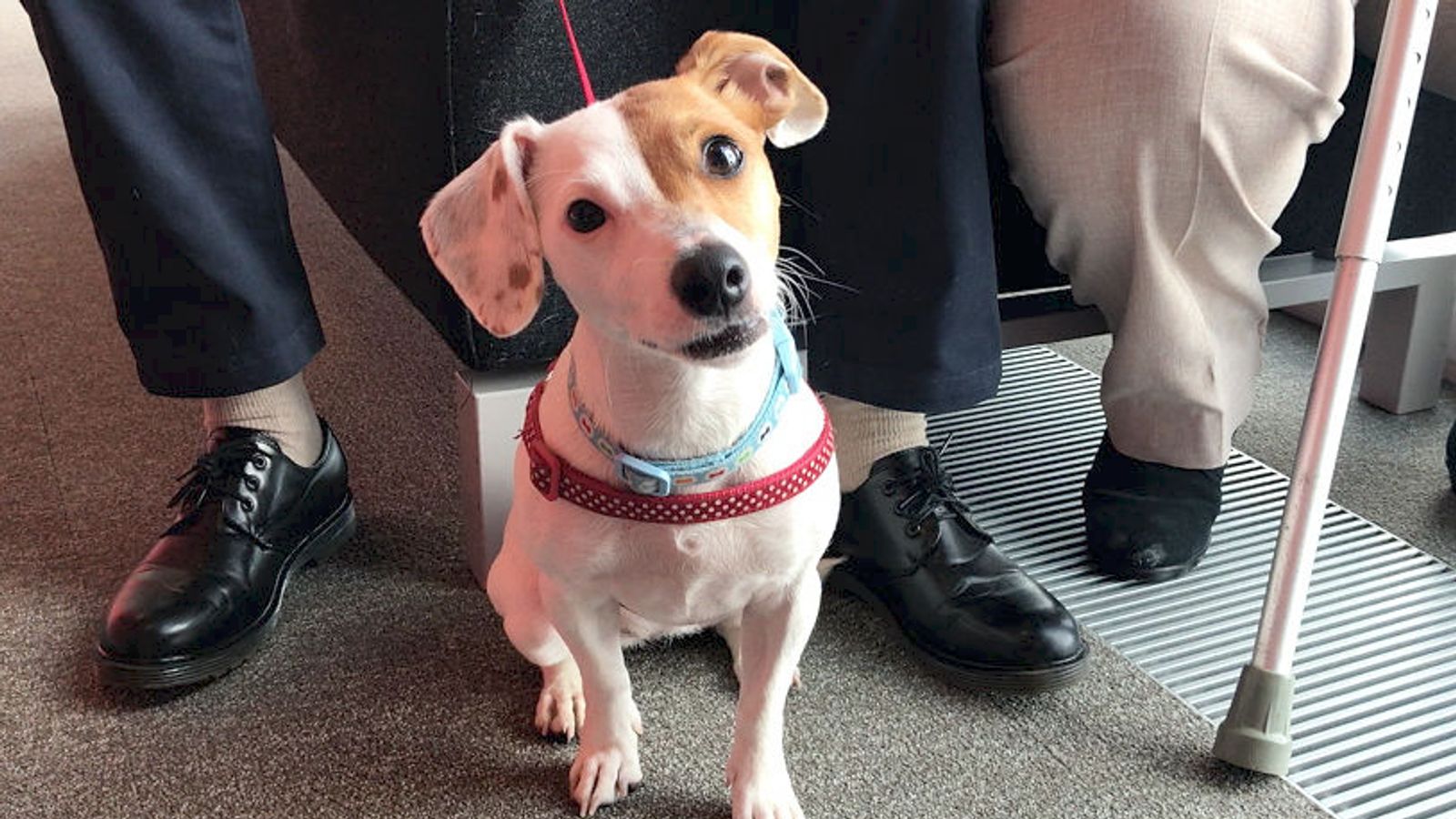 Hermaphrodite dog fully recovered after sex-change surgery | UK News ...
