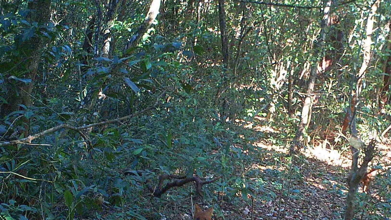 Camera traps reveal diverse wildlife of Myanmar 'wilderness' | World ...