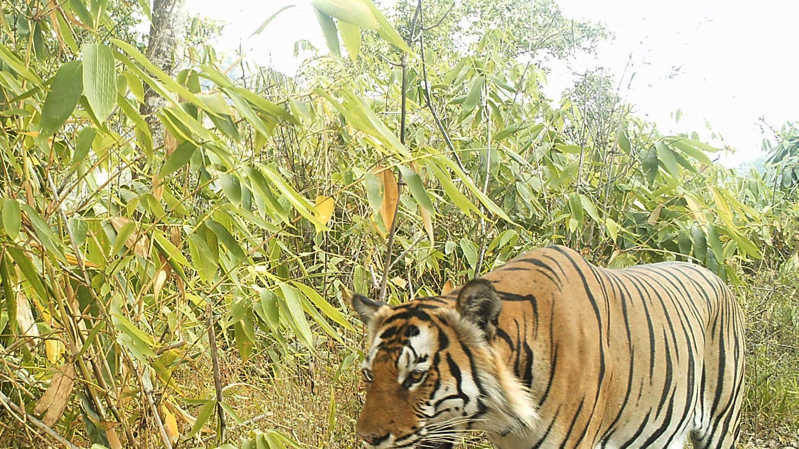 Camera traps reveal diverse wildlife of Myanmar 'wilderness' | World ...
