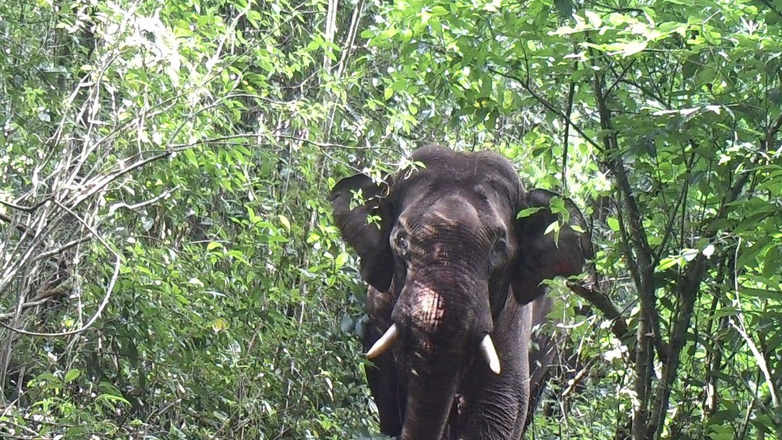 Camera traps reveal diverse wildlife of Myanmar 'wilderness' | World ...