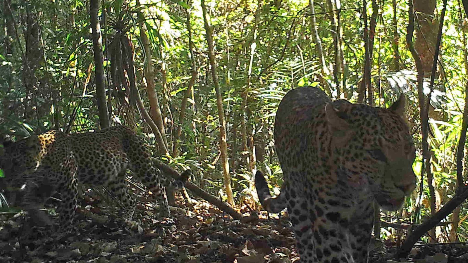 Camera traps reveal diverse wildlife of Myanmar 'wilderness' | World ...