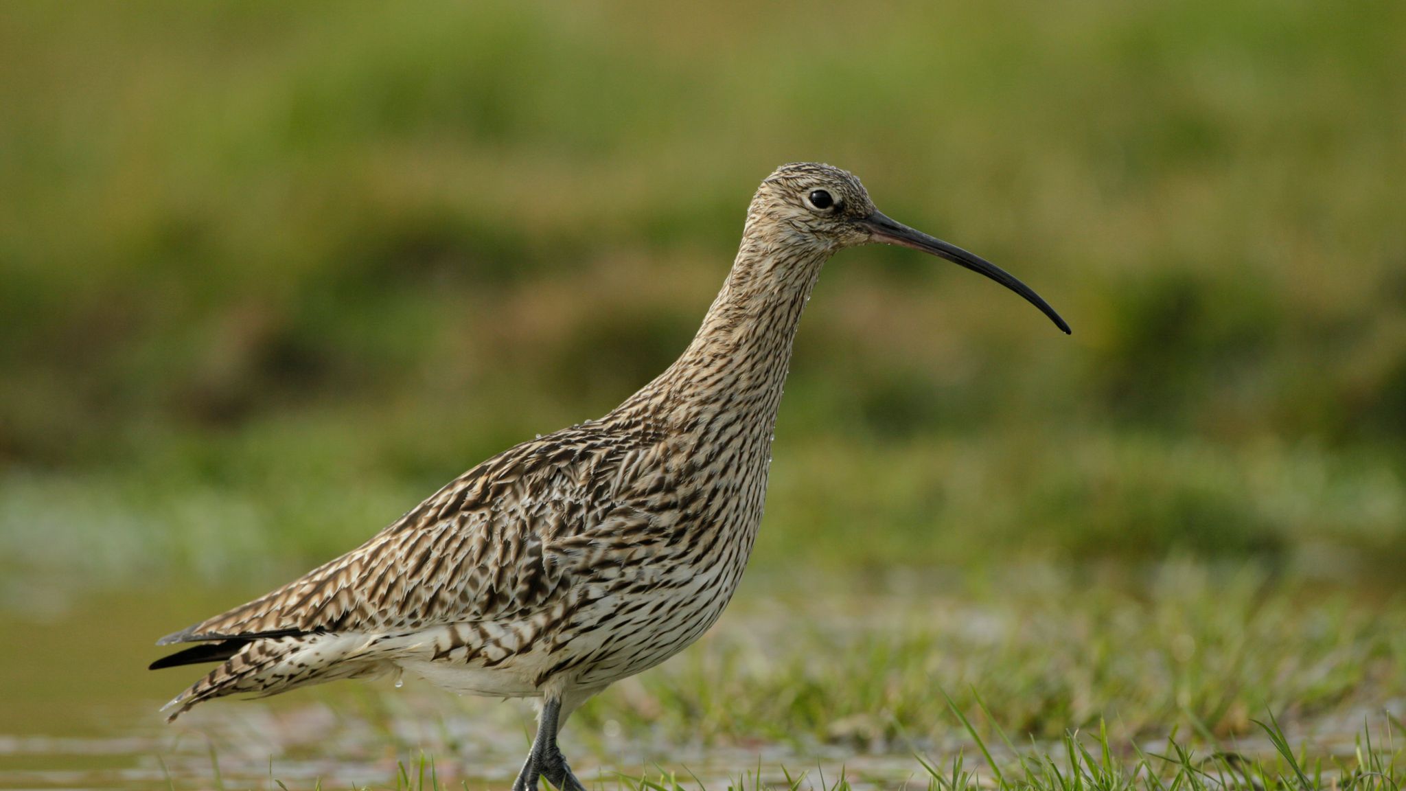 A quarter of Britain’s birds at serious risk of extinction | UK News ...