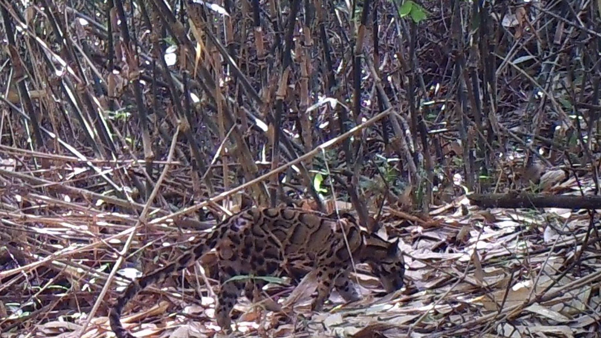 Camera traps reveal diverse wildlife of Myanmar 'wilderness' | World ...
