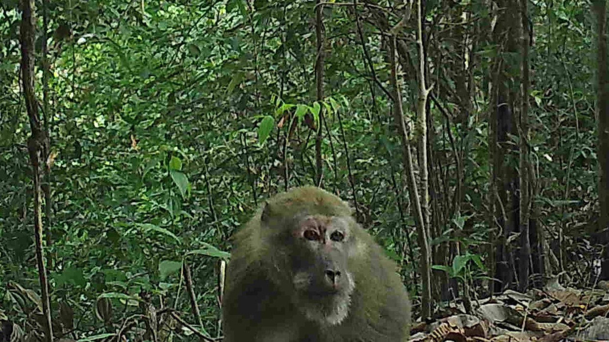 Camera traps reveal diverse wildlife of Myanmar 'wilderness' | World ...