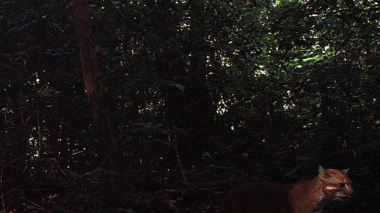 Camera traps reveal diverse wildlife of Myanmar 'wilderness' | World ...