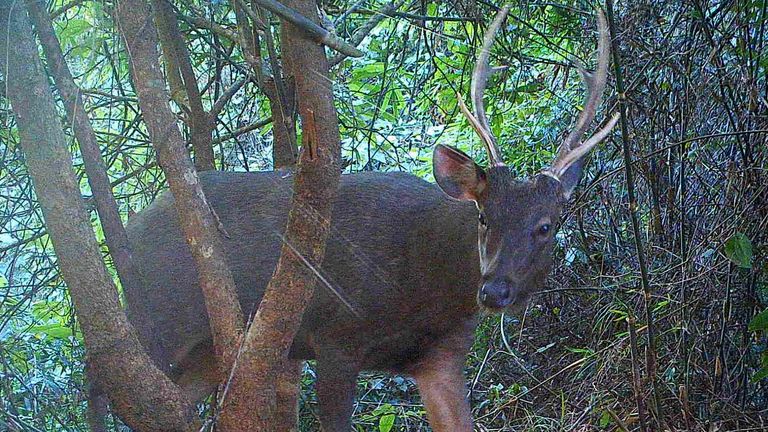 Camera traps reveal diverse wildlife of Myanmar 'wilderness' | World ...