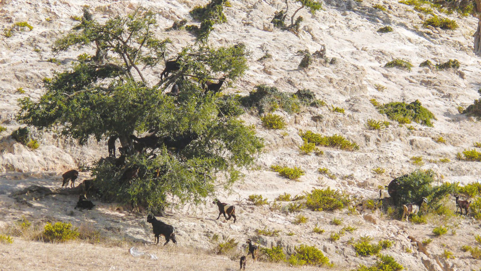 Tree-climbing, seed-spitting goats aid farming in Morocco | Science ...