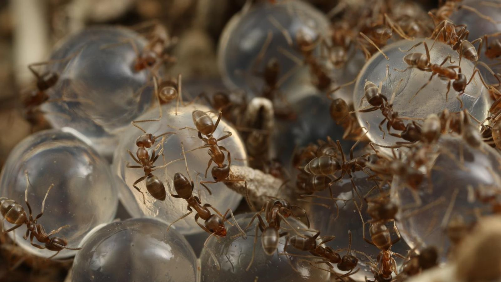 Ants killed using seaweed-based gel balls in California study | Science ...