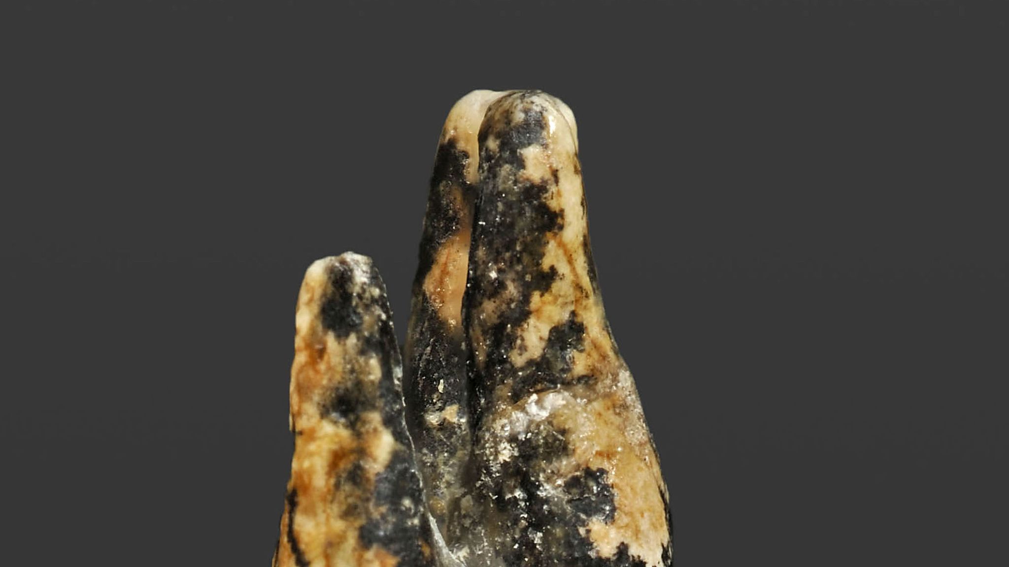 Missing link may have been European, not African, ancient fossils ...