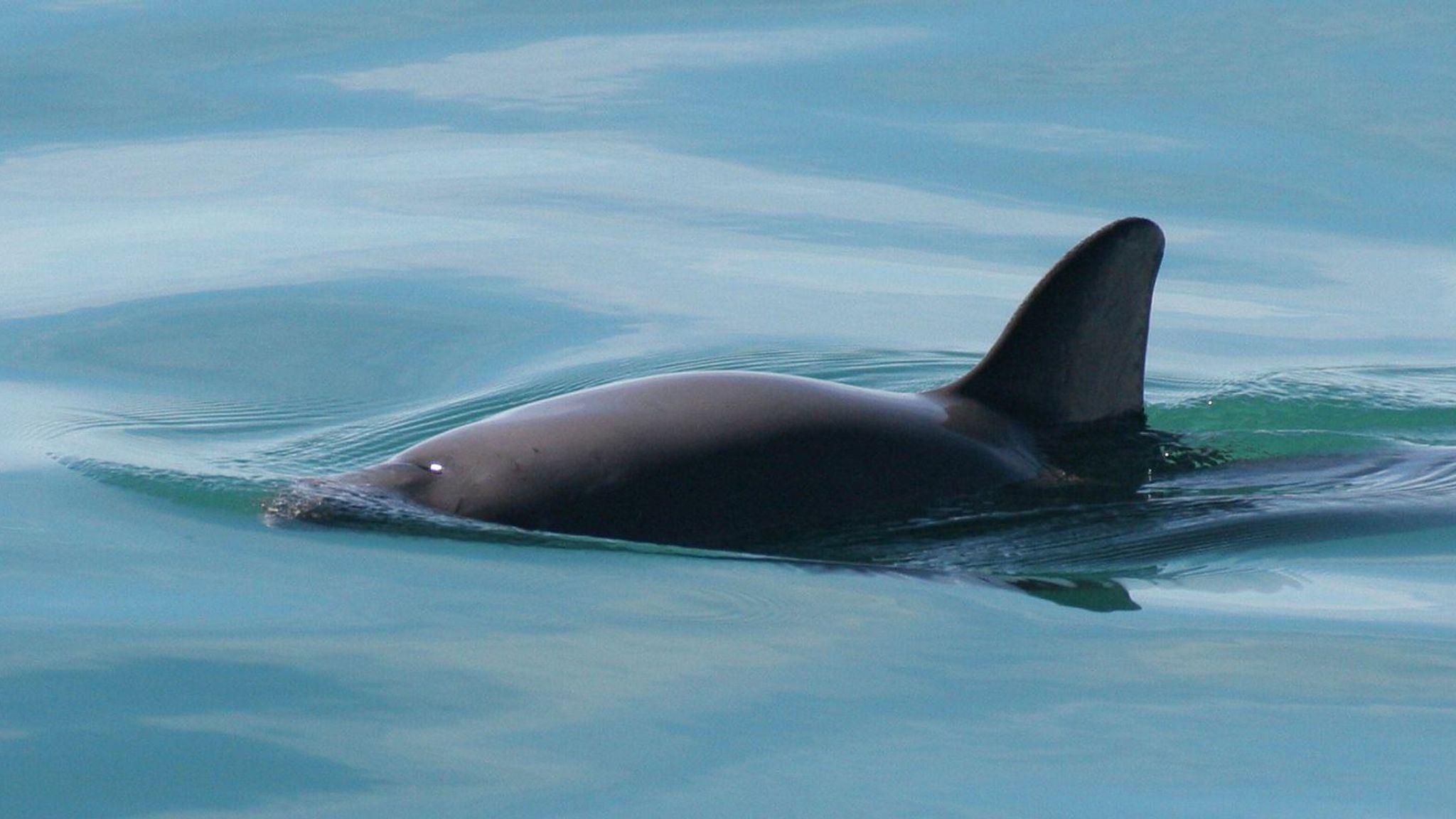 Porpoise known as 'panda of the sea' could be extinct in months | World ...