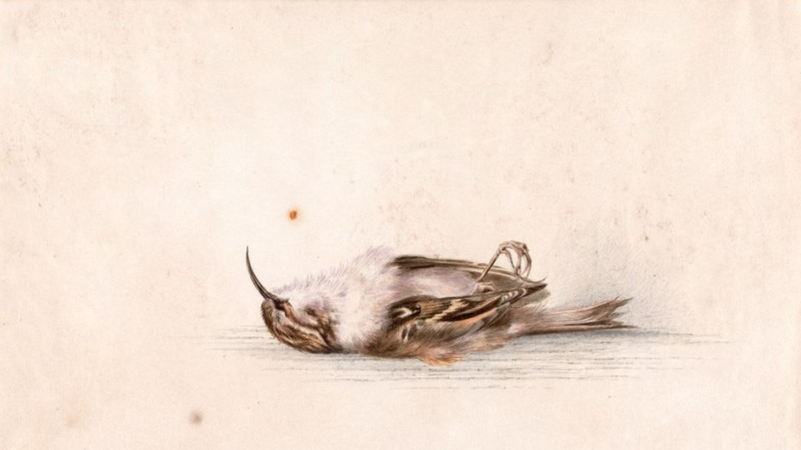 118-year-old painting by Brit explorer Dr Edward Wilson discovered in ...