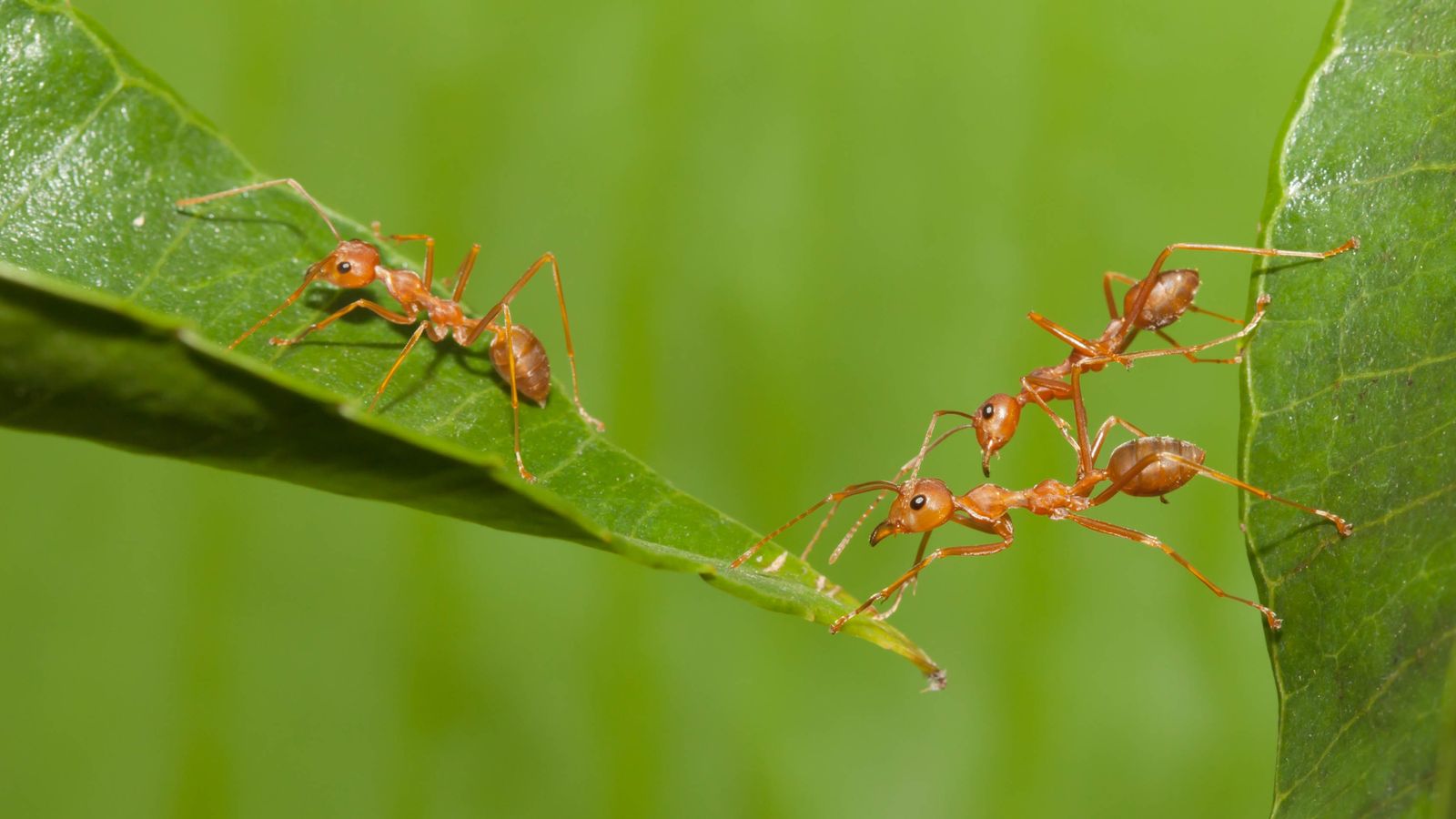 Tropical Storm Cindy brings rafts of floating fire ants warning | World ...