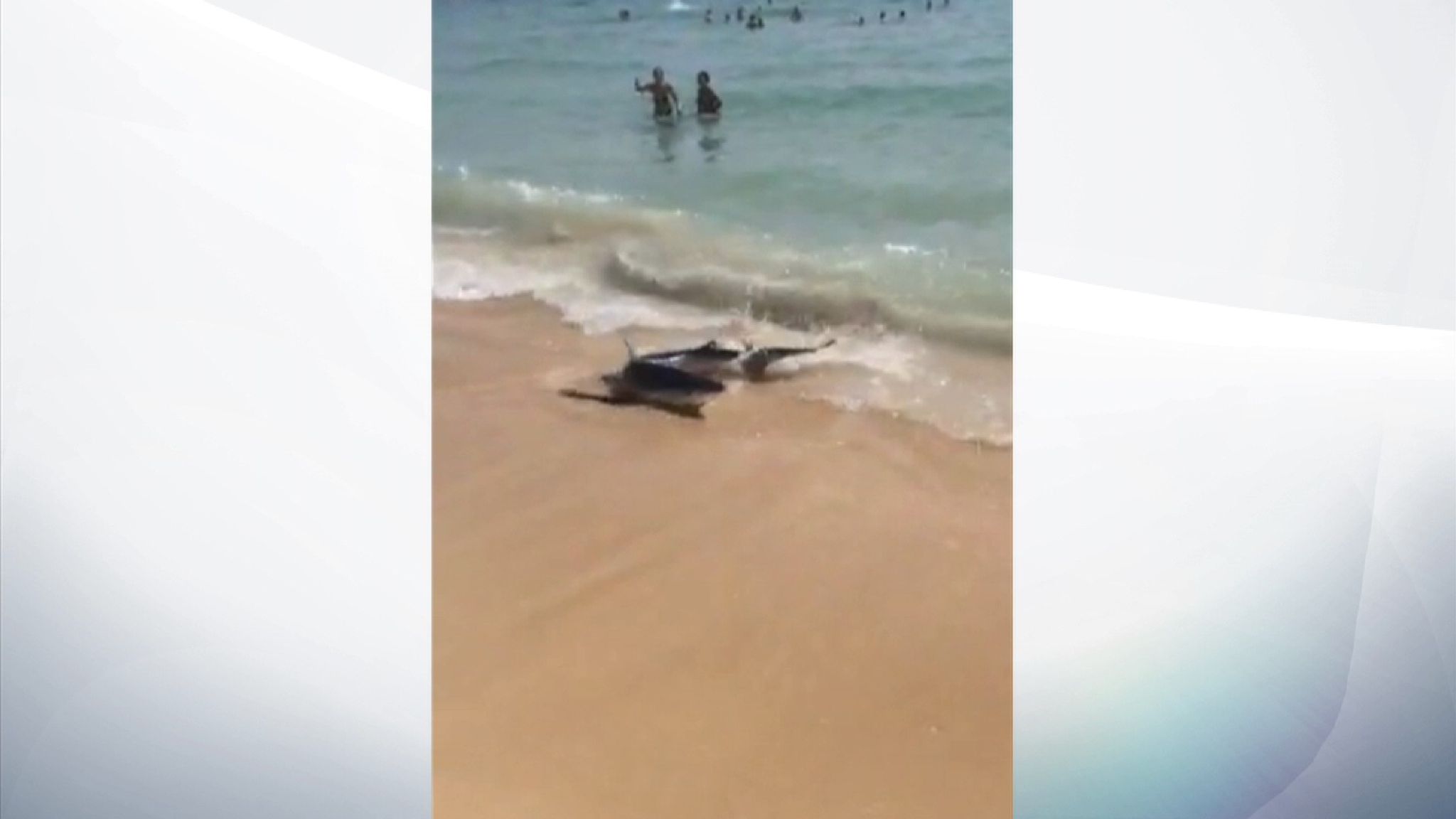 Shark sparks panic in Majorca after washing ashore on beach near Palma ...