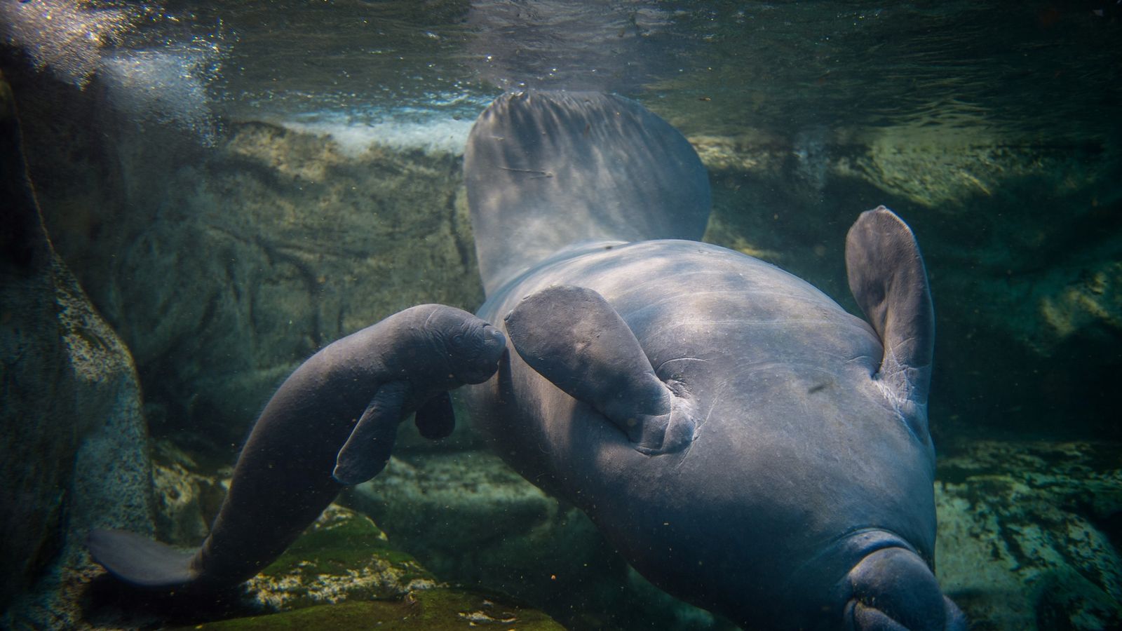 Investigation into death of world's oldest manatee - days after 69th ...