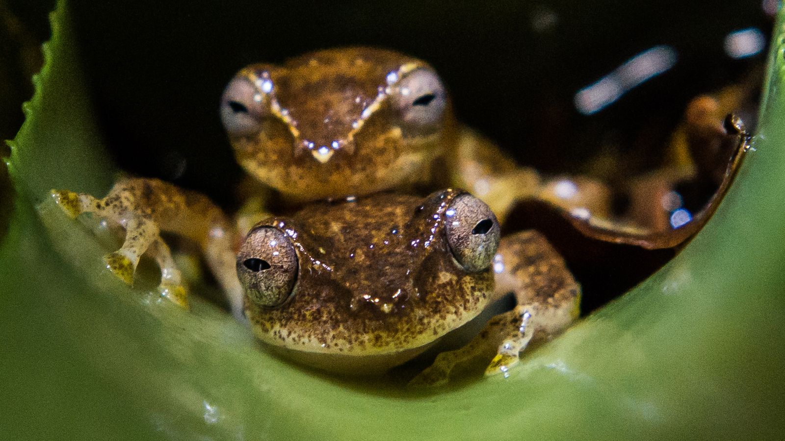 Frogs took leap forward to survival after meteor wiped out dinosaurs ...