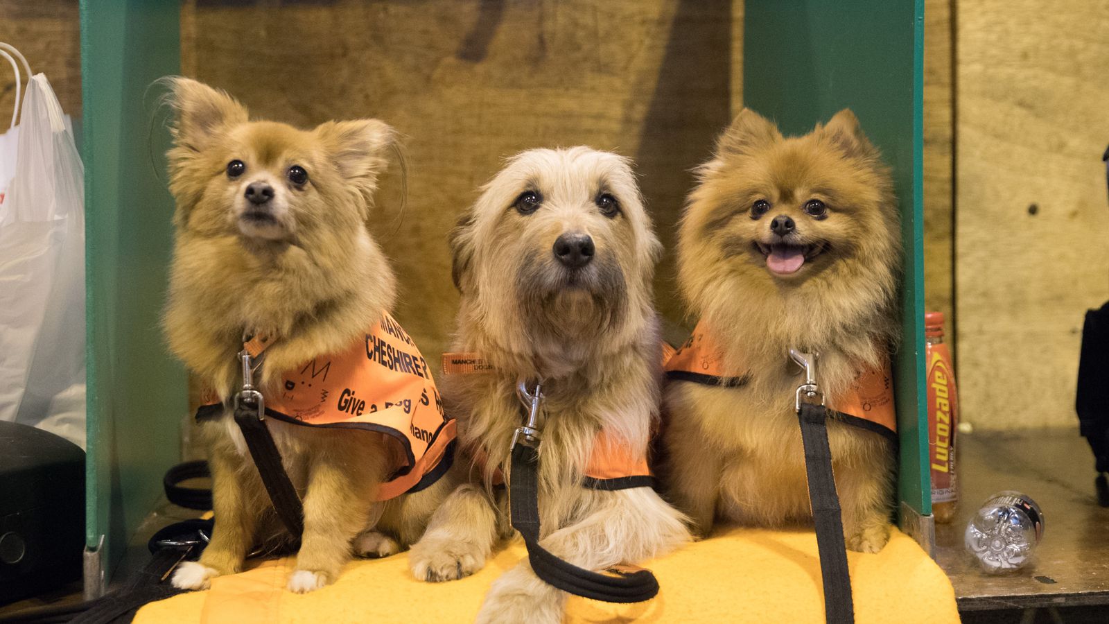 Who's the best boy? Robot pupper v real doggo | Science, Climate & Tech ...