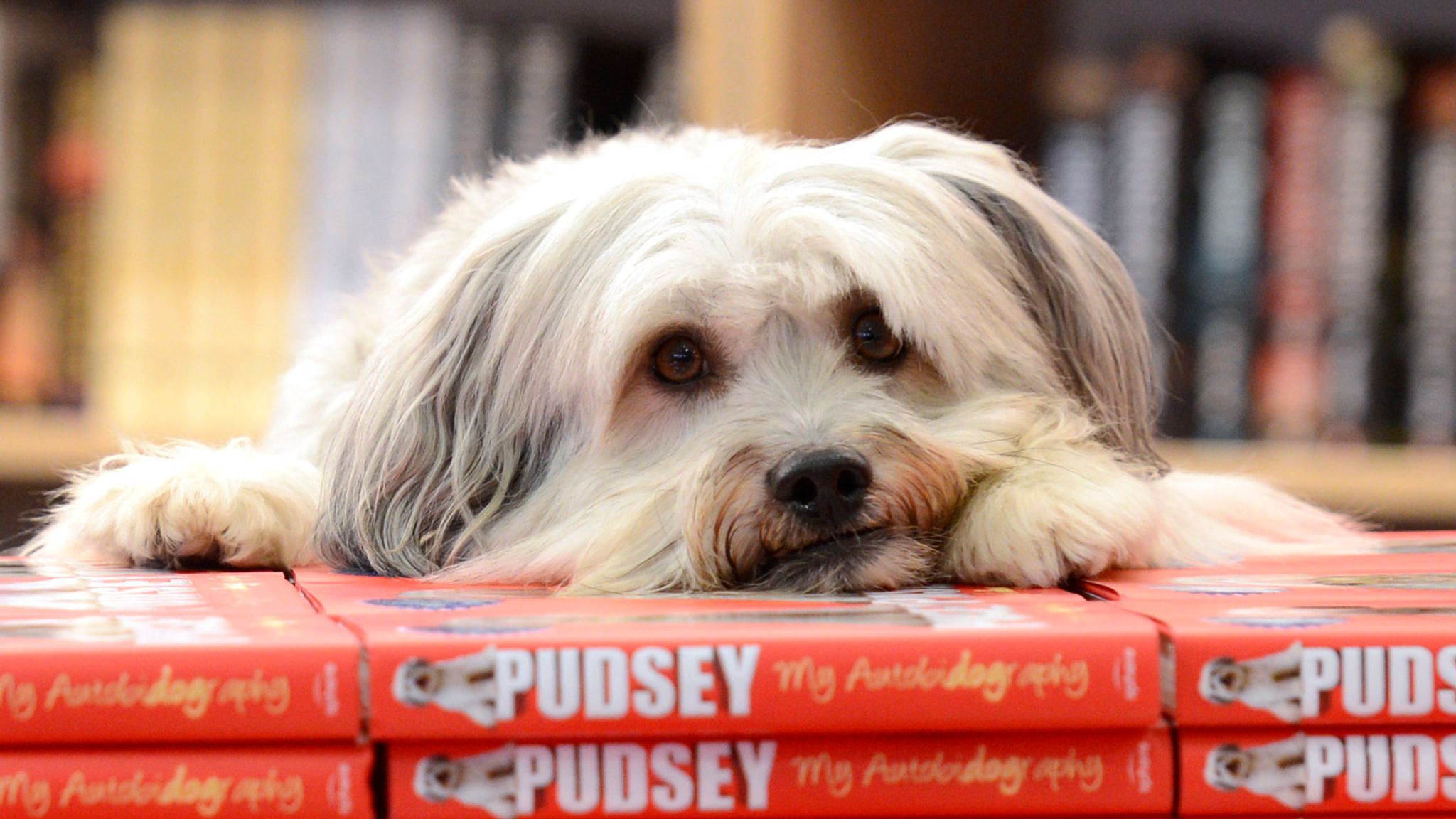 Pudsey's death 'was hardest decision of my life' | Ents & Arts News ...