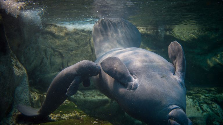 Investigation into death of world's oldest manatee - days after 69th ...