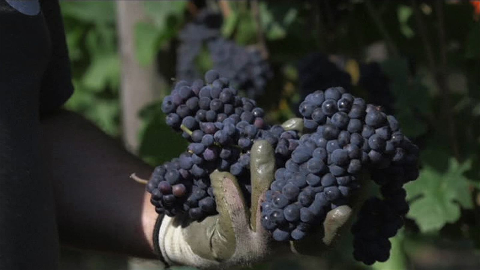 Heat sparks early harvest for Italian grape | World News | Sky News