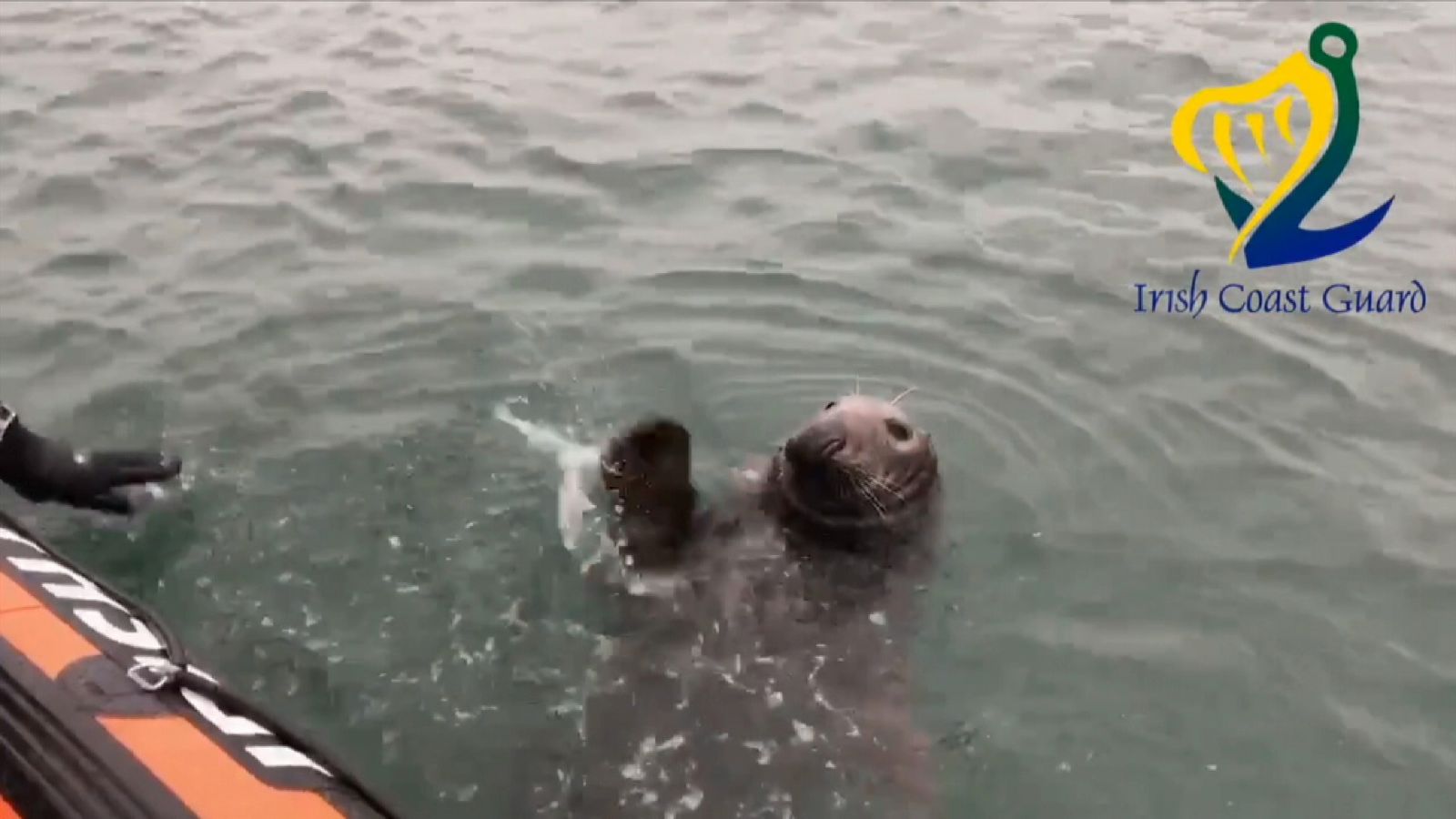 Life on the ocean waves: Seal's greeting | Offbeat News | Sky News