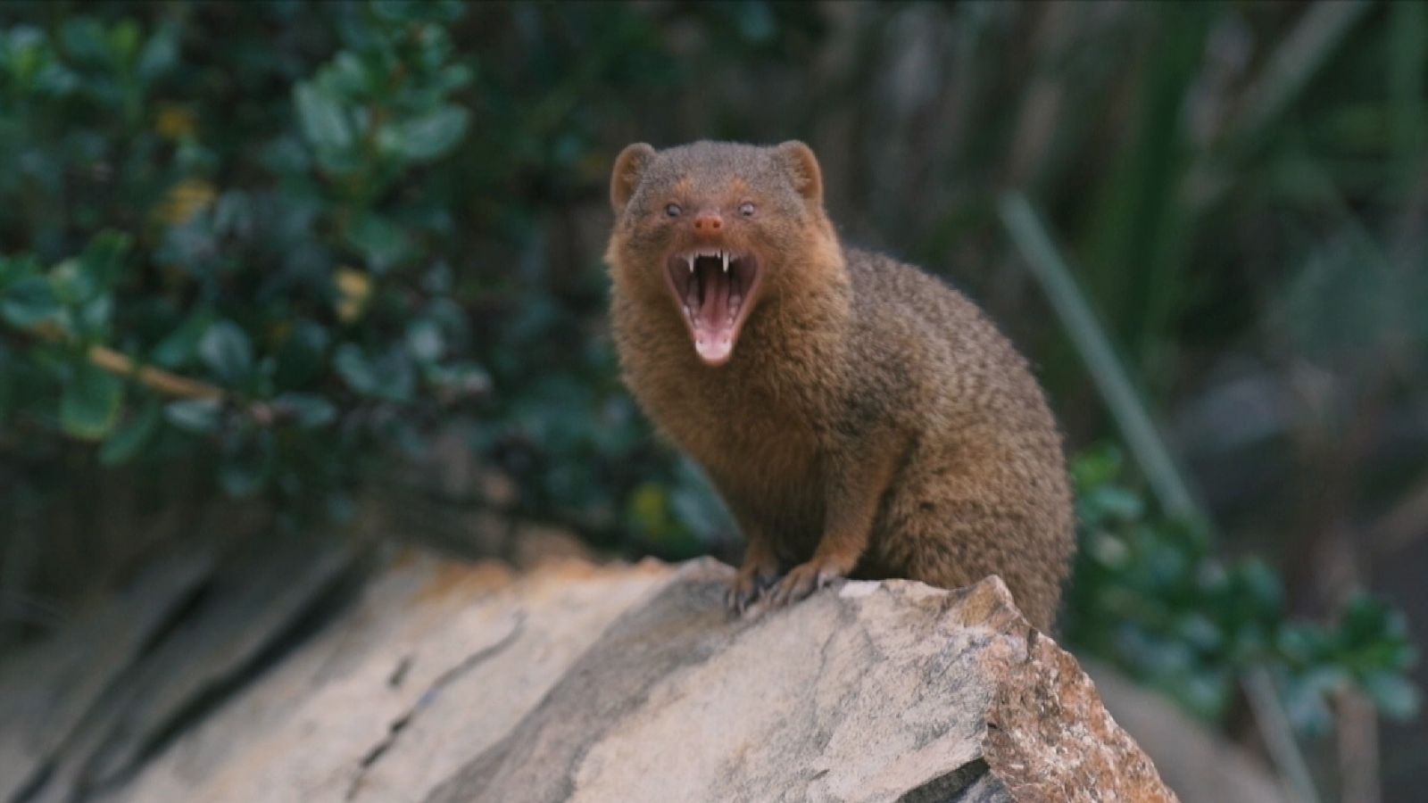 Africa's smallest carnivores - born in the UK! | News UK Video News ...