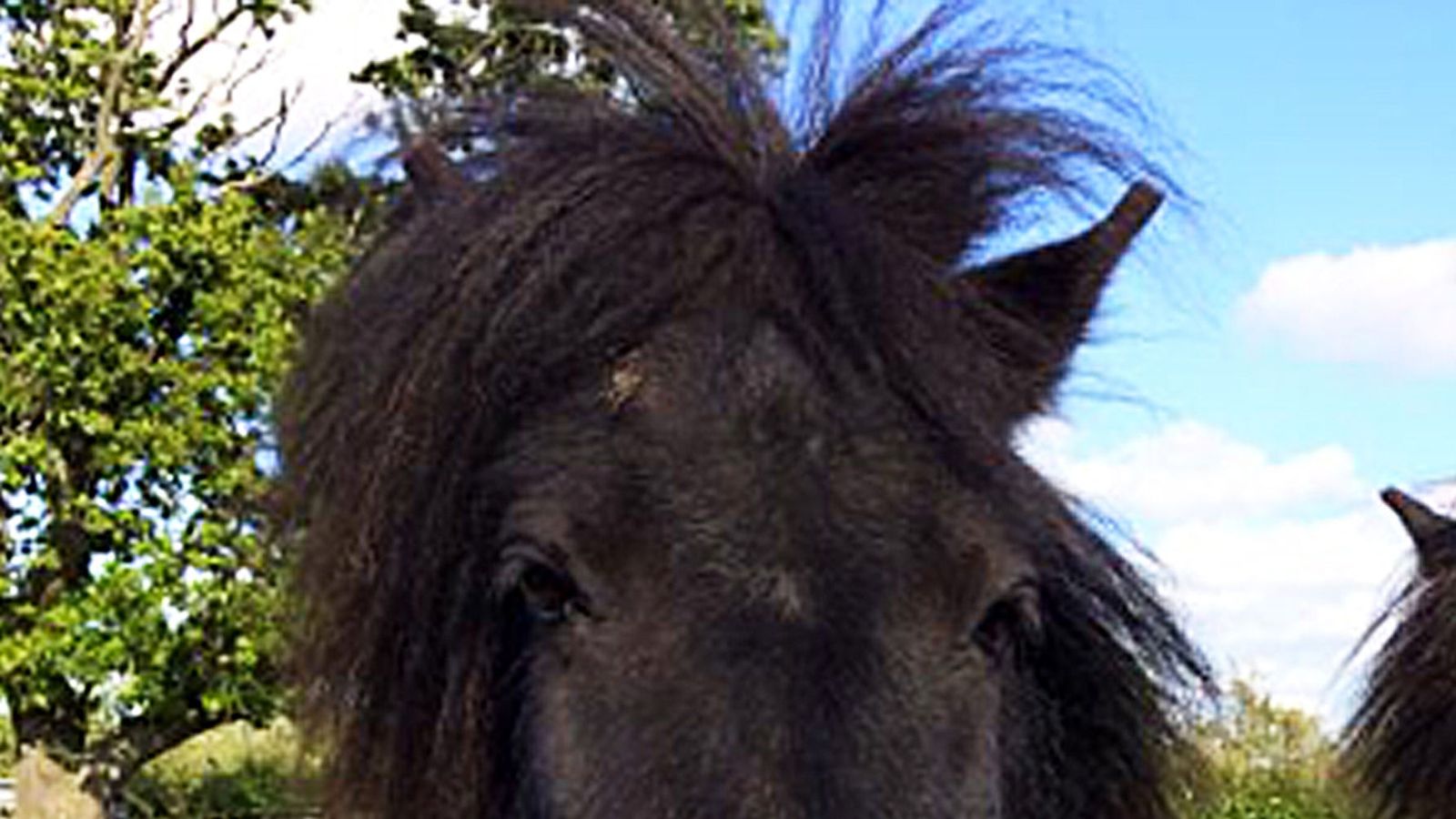 Shetland ponies stabbed in neck in 'barbaric' night-time attack | UK ...