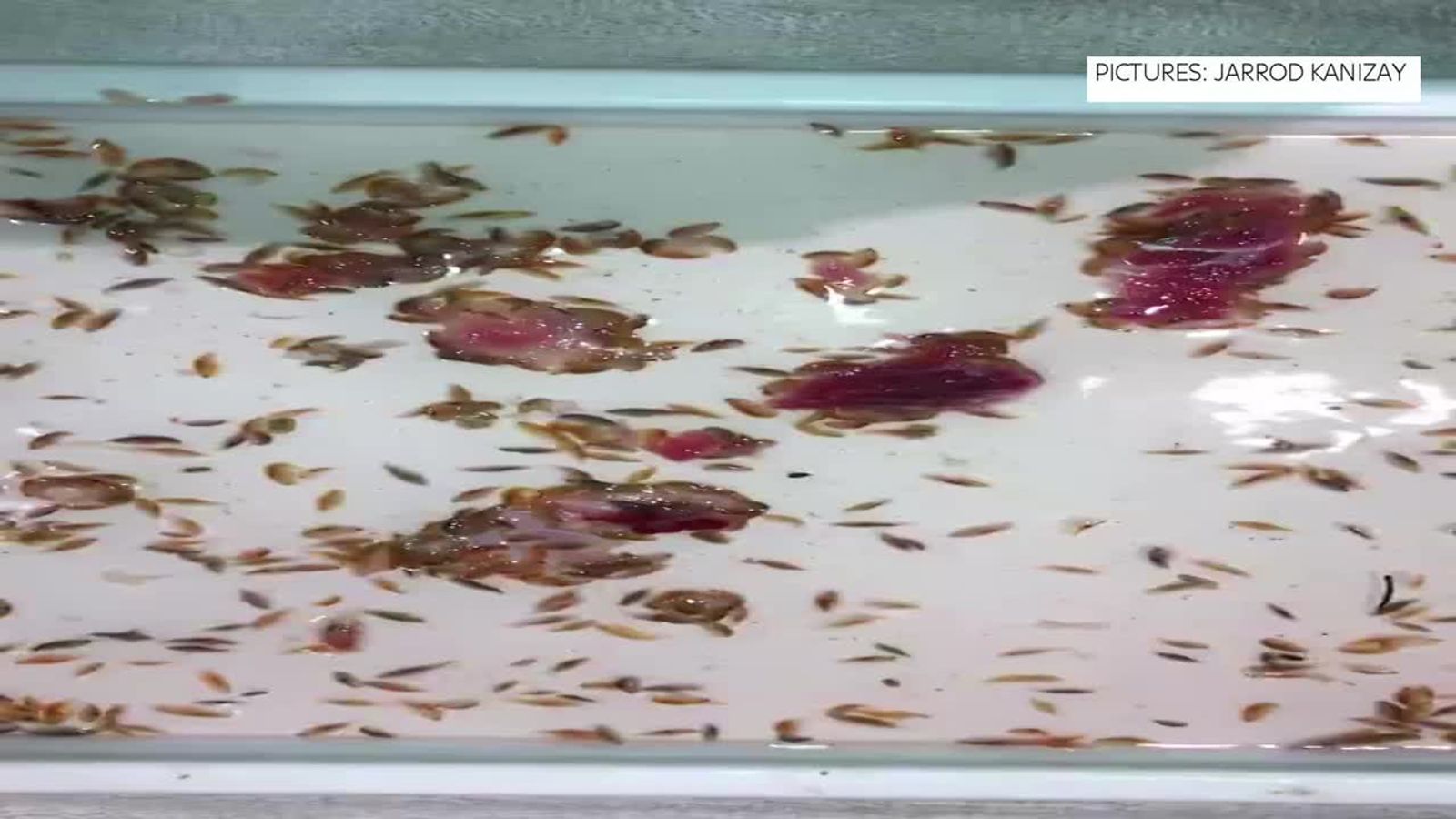 Watch sea creatures devour chunks of meat | News UK Video News | Sky News