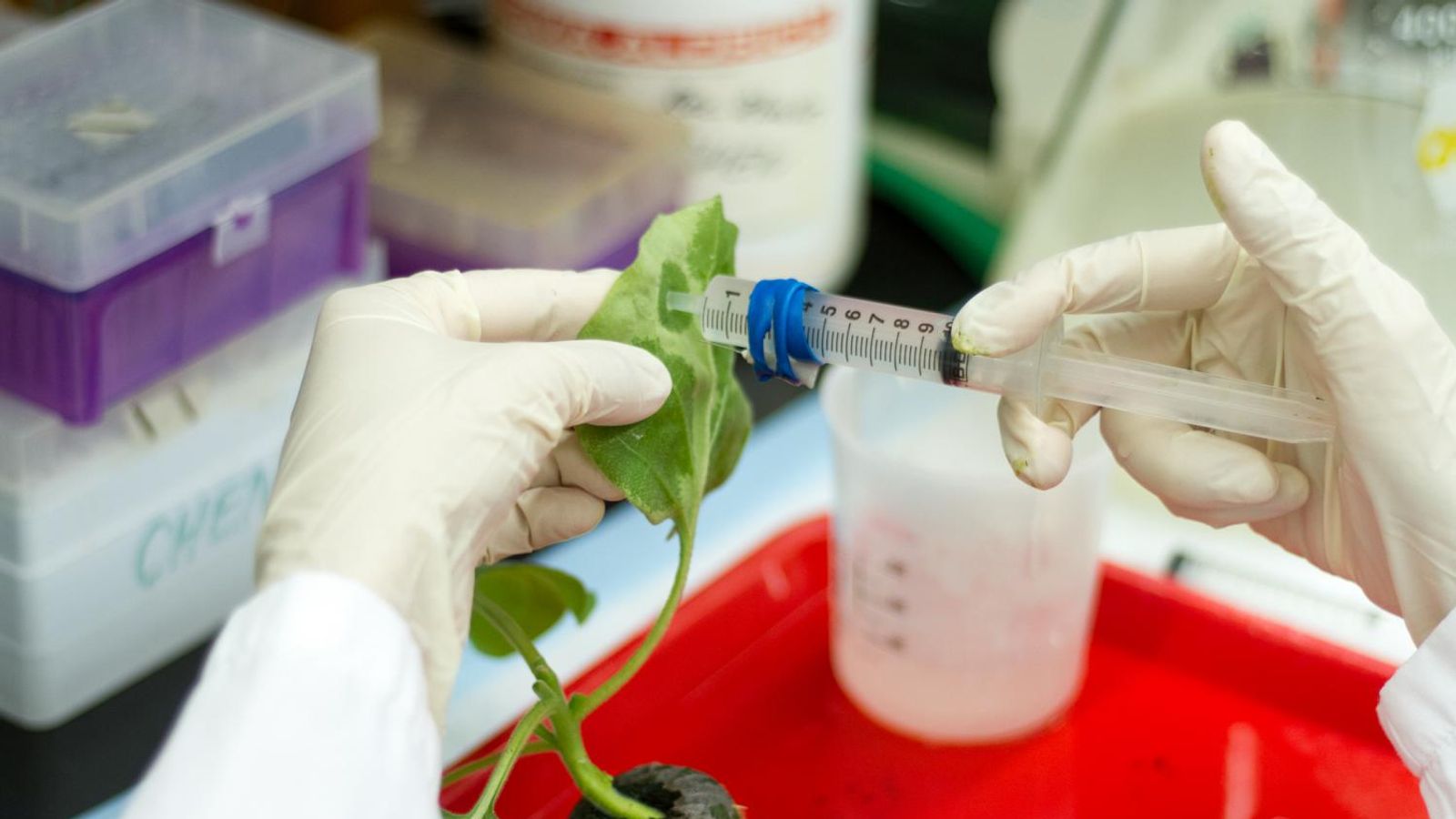 Scientists develop plant-based Zika virus vaccine | Science, Climate ...