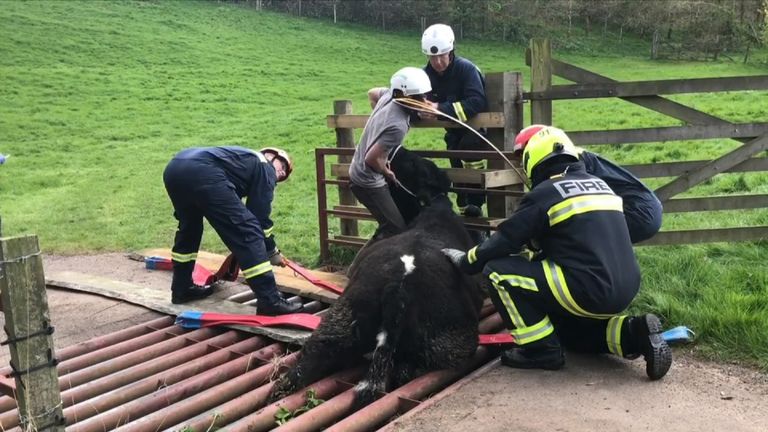 Grid locked: Trapped cow hoisted to safety | News UK Video News | Sky News
