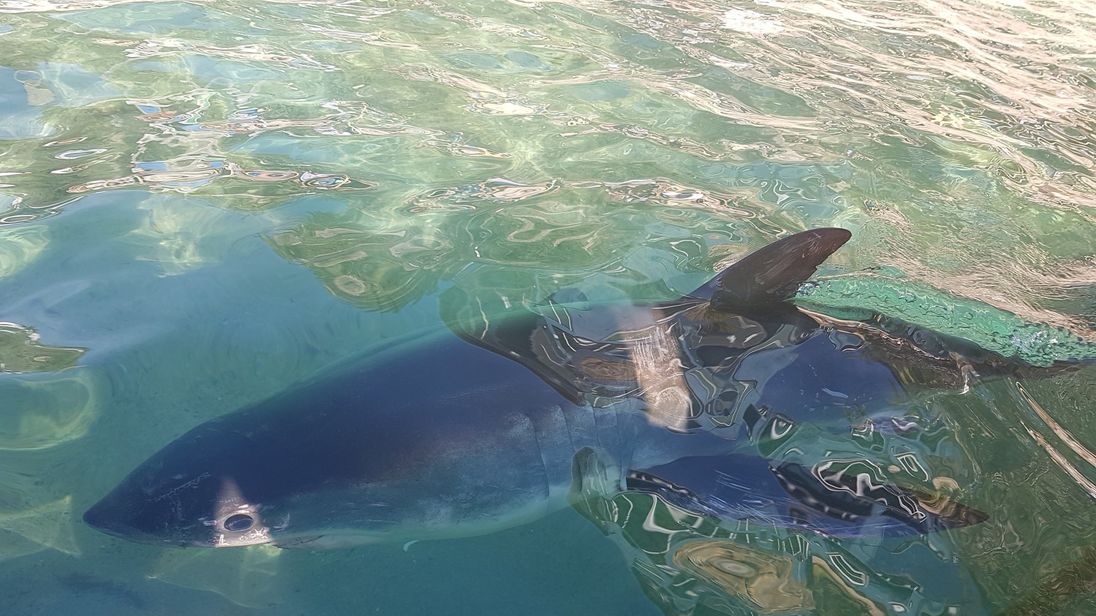 Great white shark in swimming pool set free