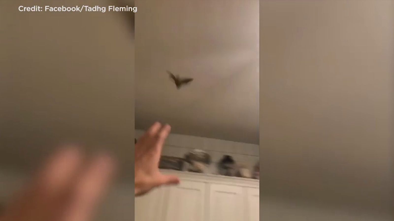 Panic as bat causes chaos around couple's kitchen | News UK Video News ...