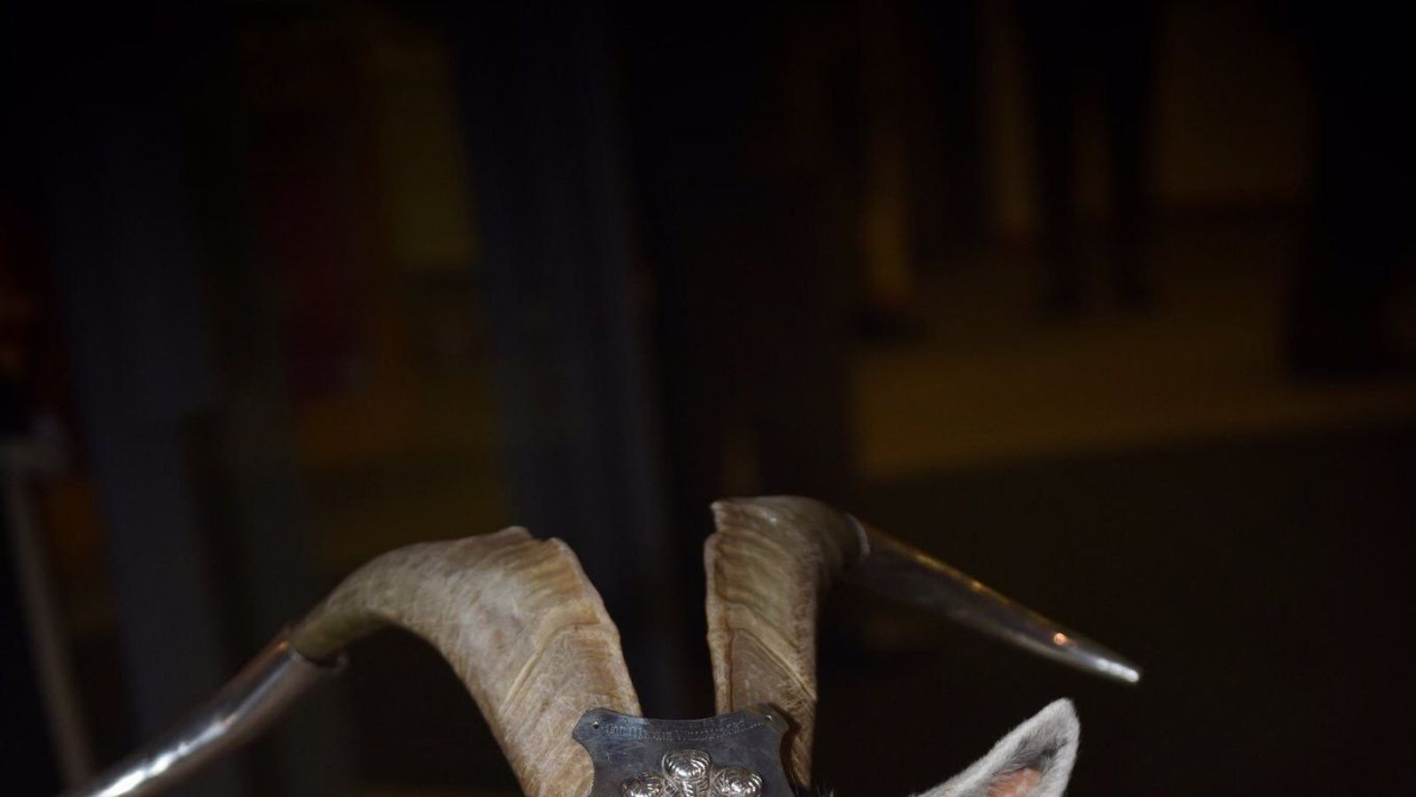 Army goat Lance Corporal Shenkin III dies aged seven | UK News | Sky News