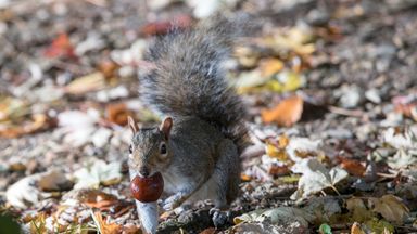 Squirrels store their nuts similar to how humans organise their shopping, study finds | Science ...