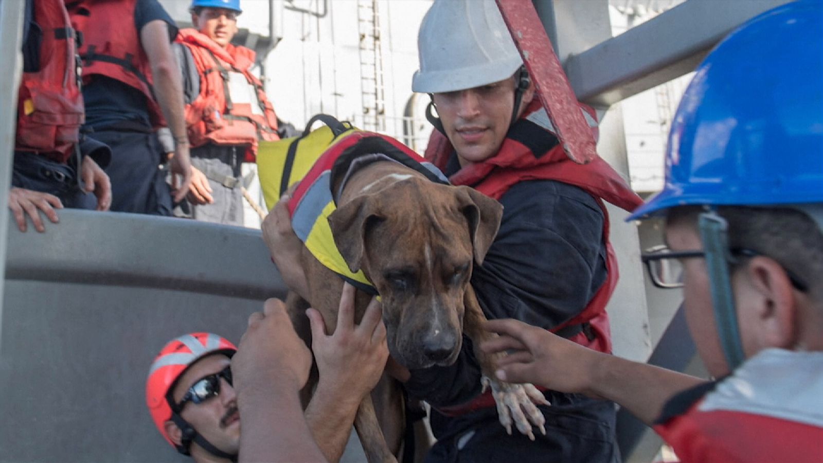 Two female sailors and their dogs rescued in Pacific after five months ...