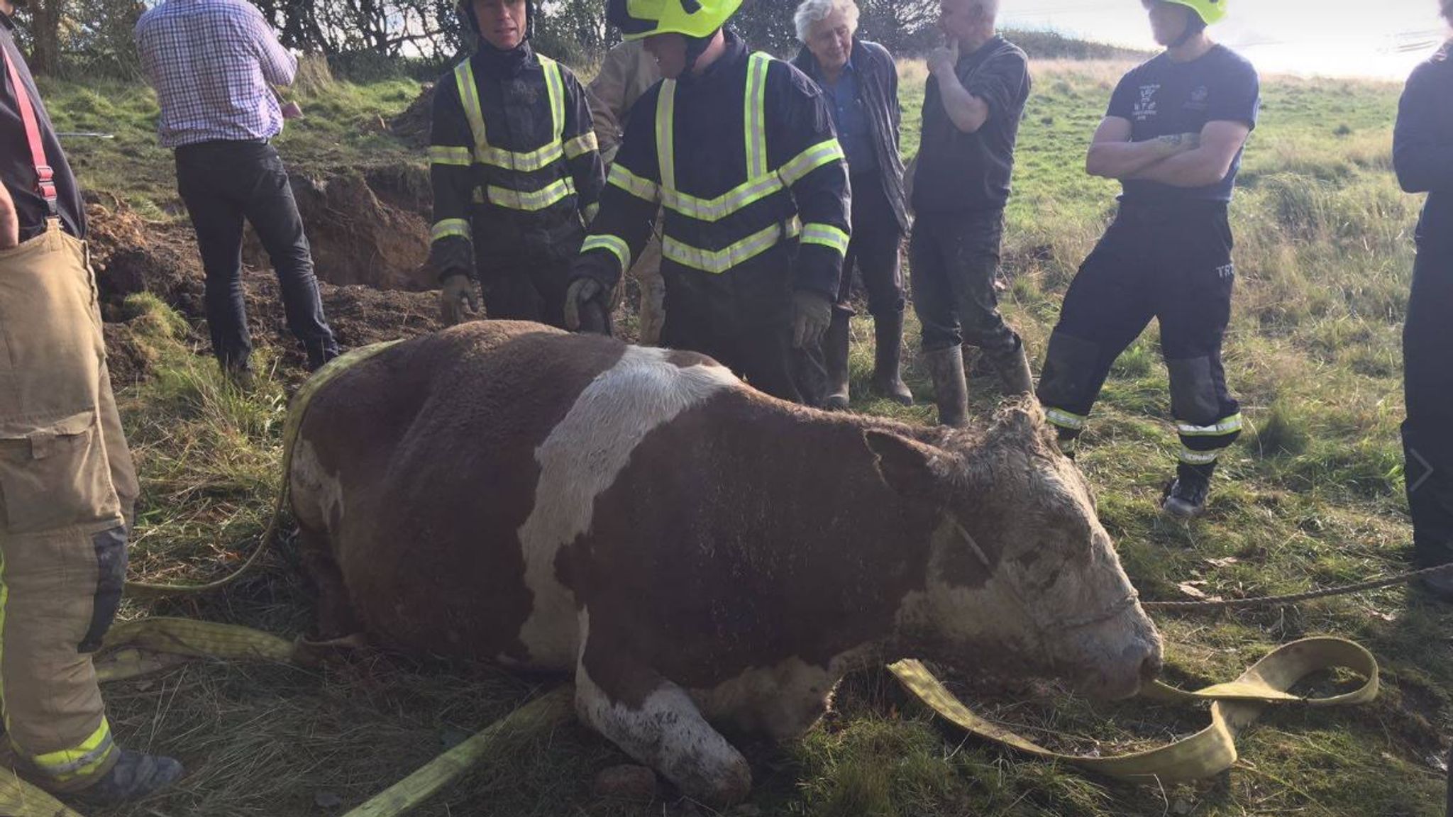 Udderly ridiculous: Fire service called as cow stuck in sinkhole | UK ...