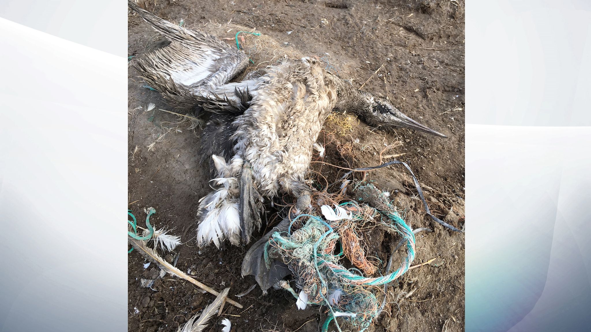 Fight to save dozens of seabirds trapped in plastic | Sky News