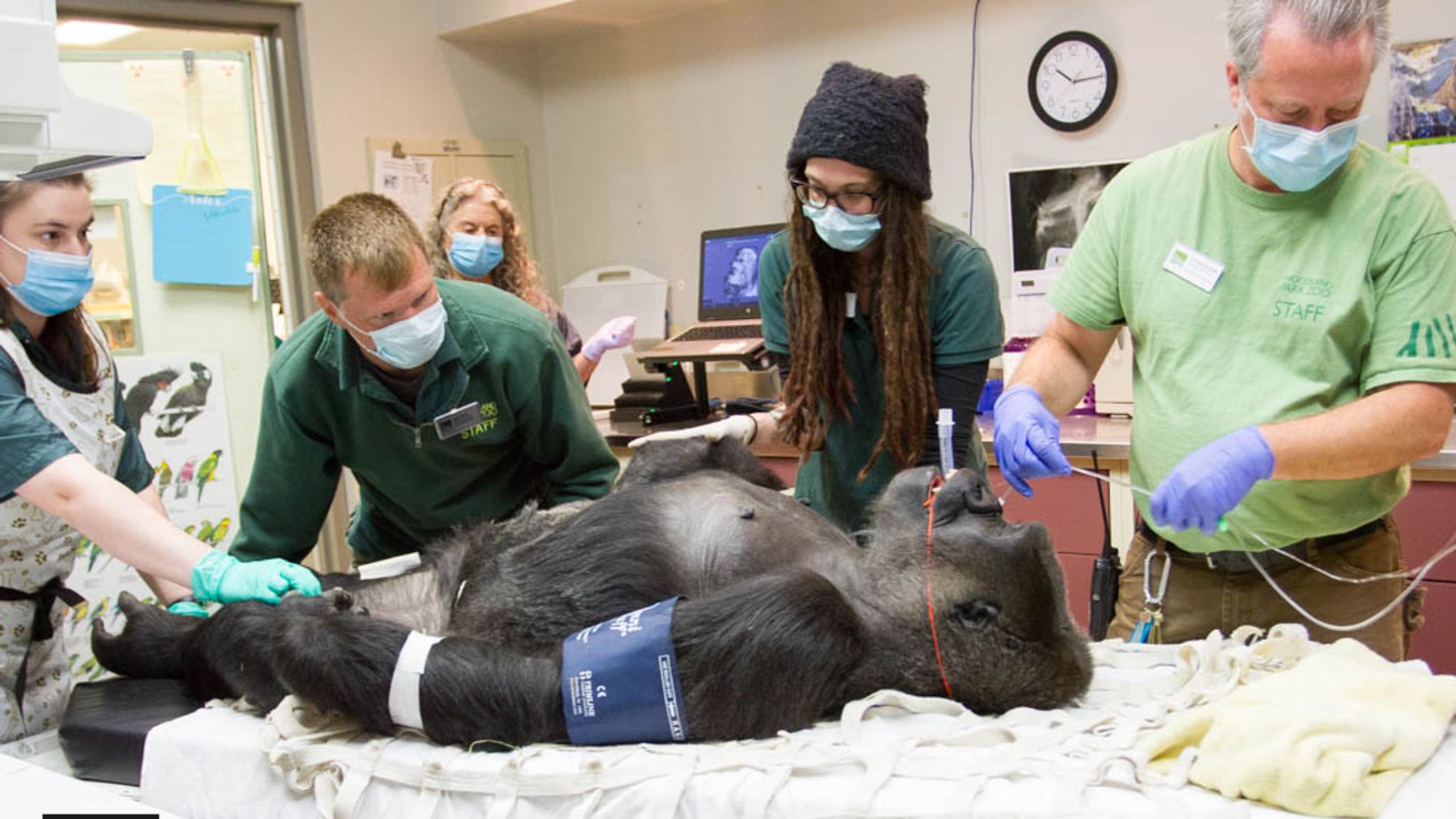 Sports physician called in to diagnose gorilla's knee injury | US News ...