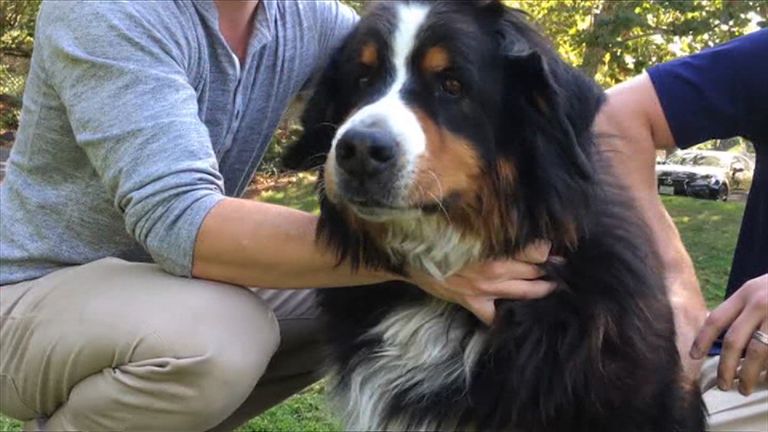 Man finds dog alive after California wildfire | News UK Video News ...