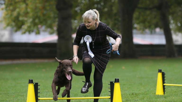 Labour MP's pooch Rocky wins Westminster Dog of the Year crown ...