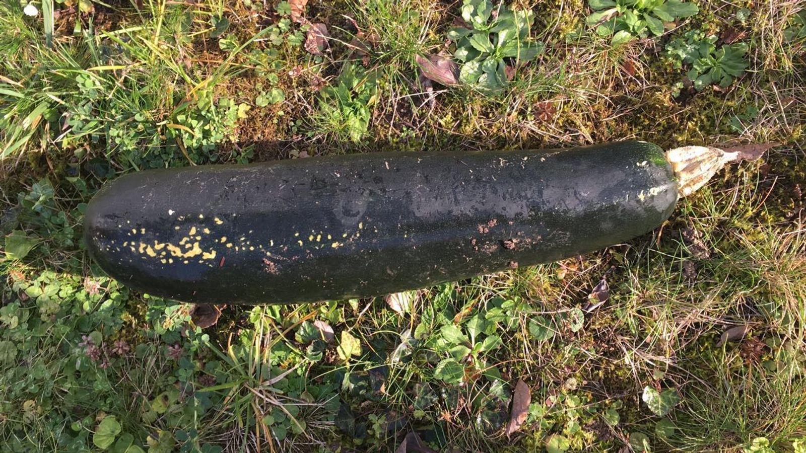 'Second World War bomb' turns out to be big courgette, police in ...