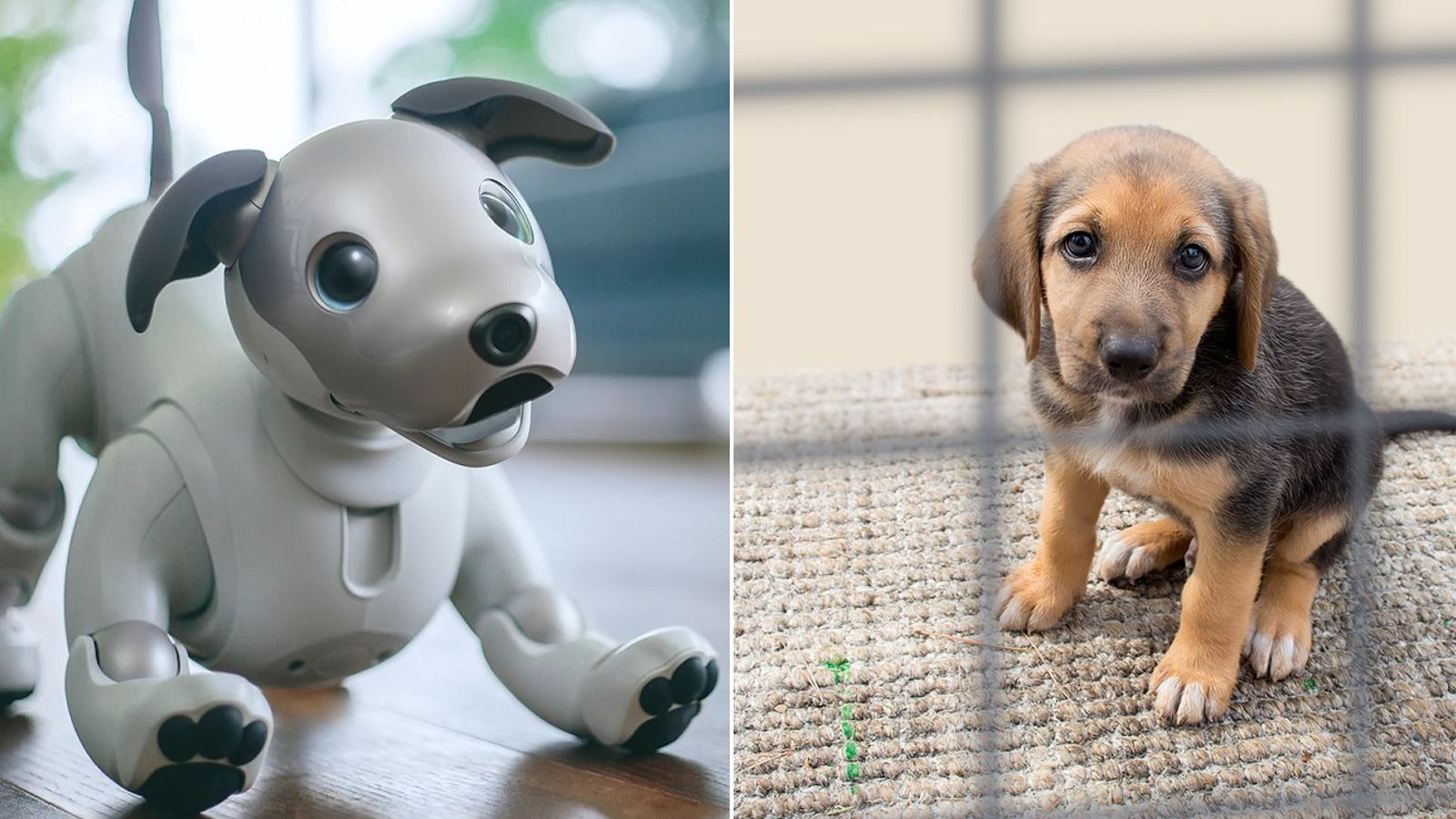 Who's the best boy? Robot pupper v real doggo