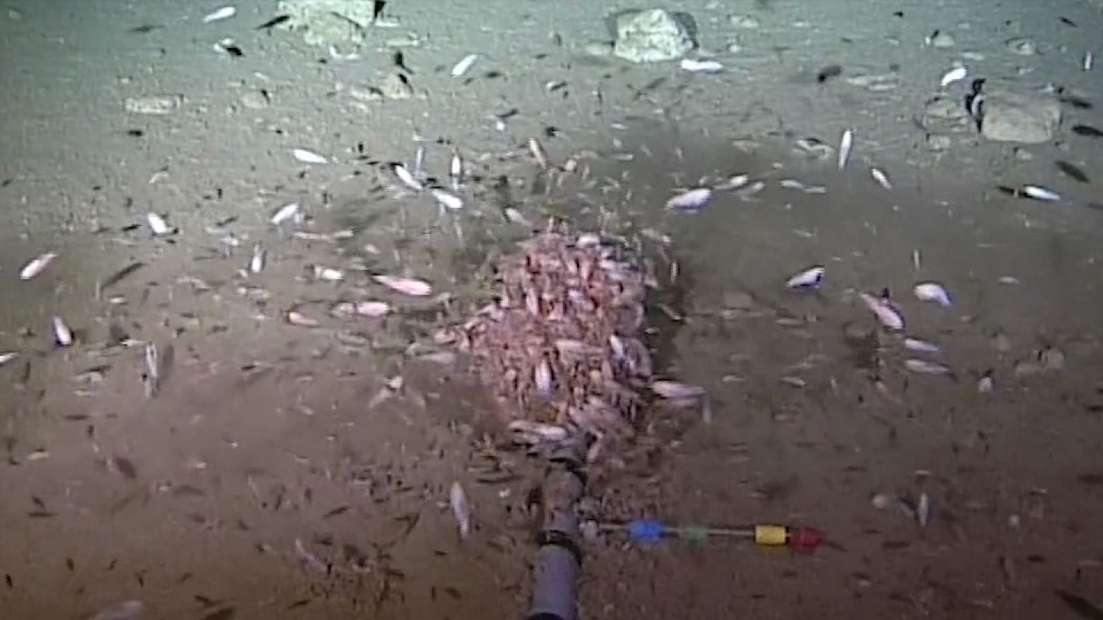 Plastic reaching the deepest parts of our oceans | News UK Video News ...